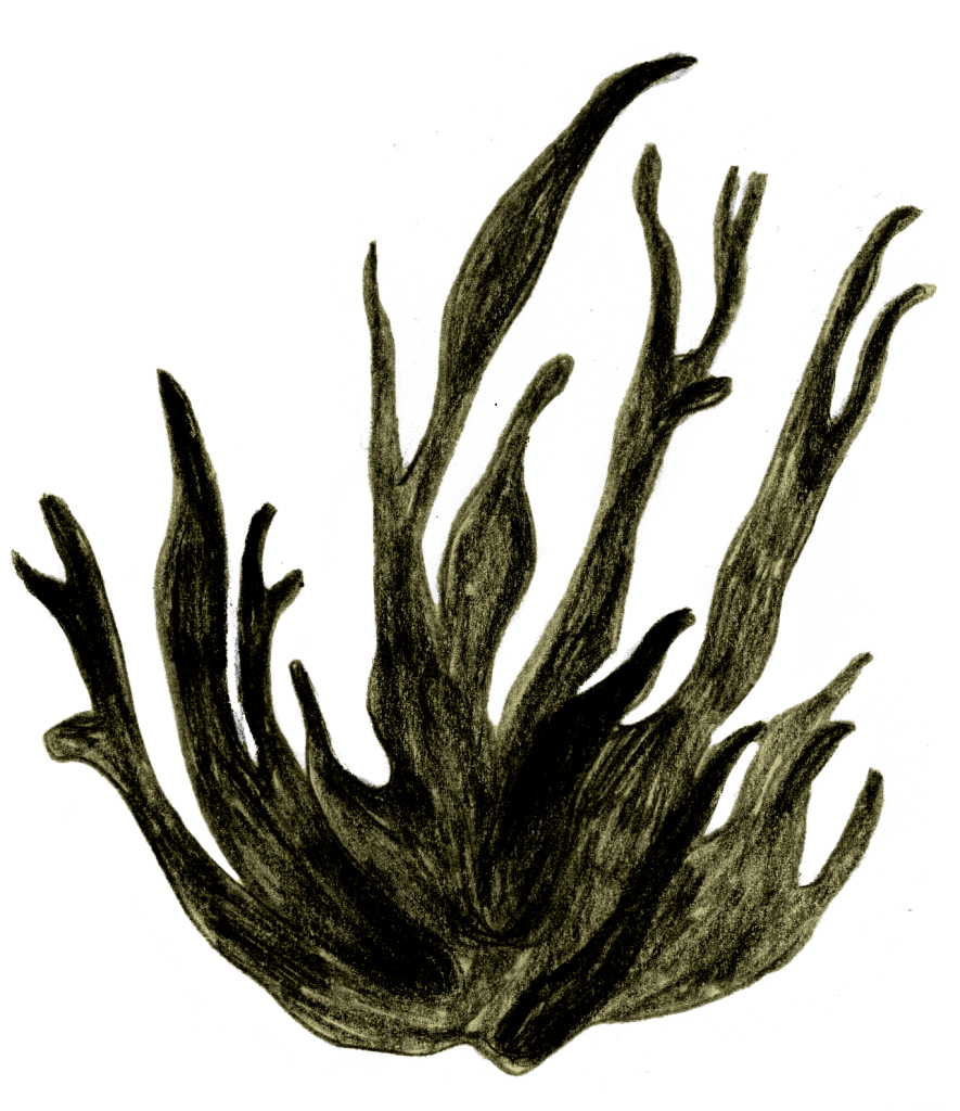 illustration. - Rosanna Lama